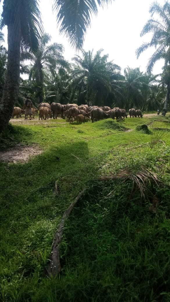 PT.SINAR GUNUNG SAWIT RAYA ( PT.SGSR ) KEBUN MANDUAMAS MENGELUH DAN ...